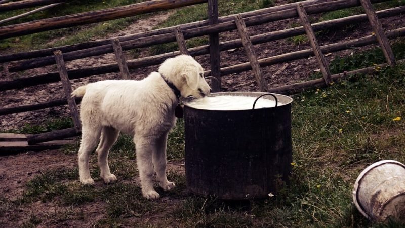 Puis-je donner du lait à boire à mon chien ? L'avis de notre expert